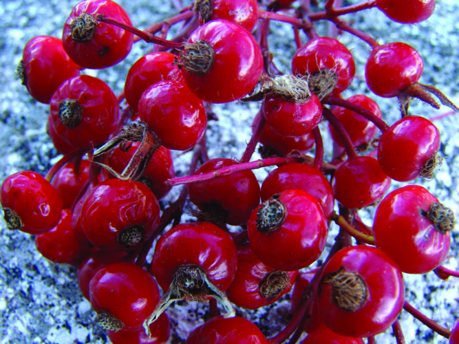 Coming Up Roses: American Native Roses - Grit